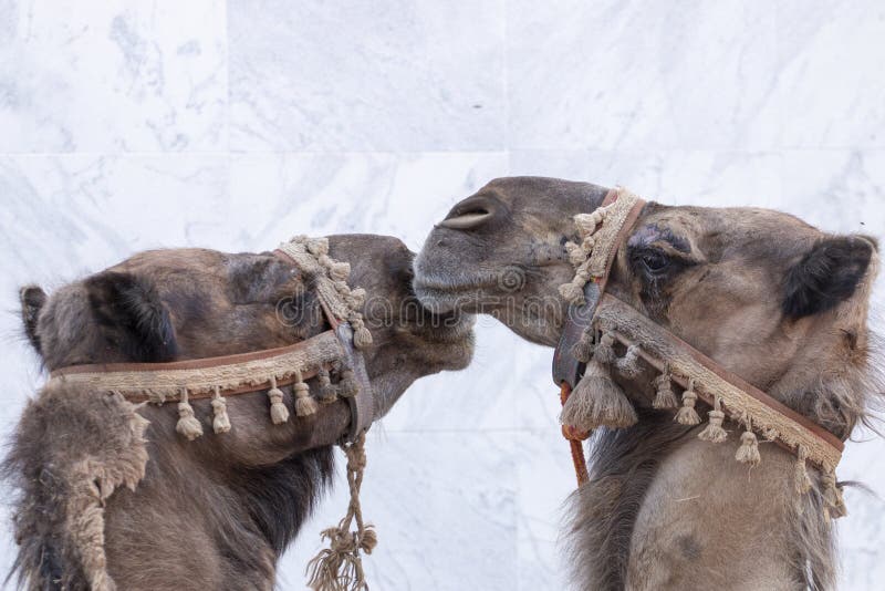 Two camel heads stock photo. Image of fair, arabic, animal - 129083808