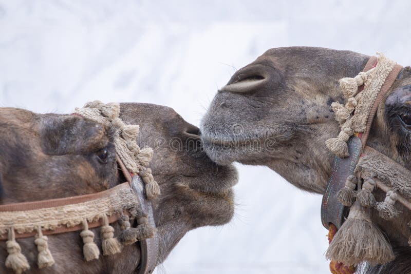 Two camel heads stock image. Image of facetoface, transportation ...