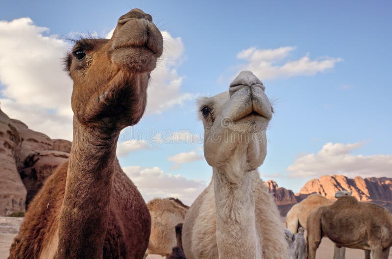 Two Camel Heads, Closeup Detail As they Re Curious Stock Photo - Image ...