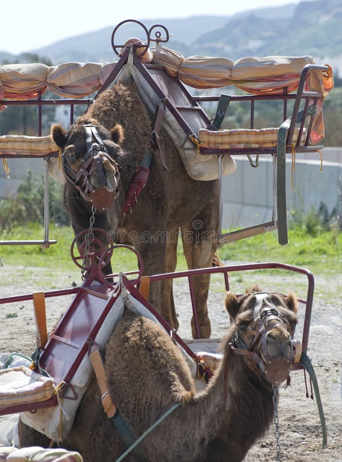 Two Camels stock photo. Image of wild, rides, africa - 13277794