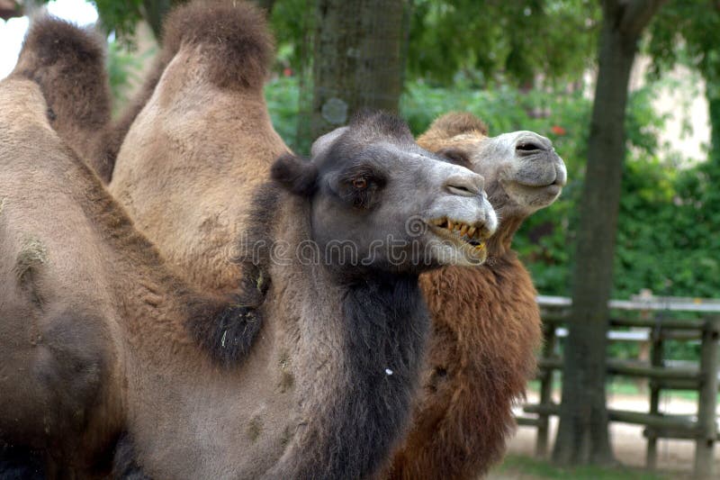 Two camels stock photo. Image of detail, close, facing - 26661934