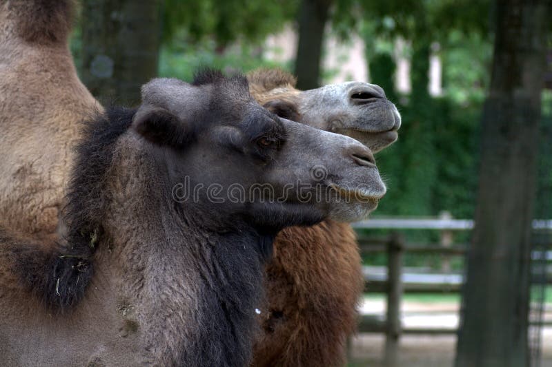 Two camels stock photo. Image of head, creatures, adult - 26661998