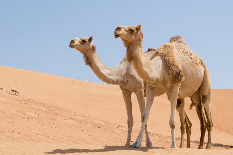 Two Camels in the Arabian Desert Stock Image - Image of desert, outdoor ...