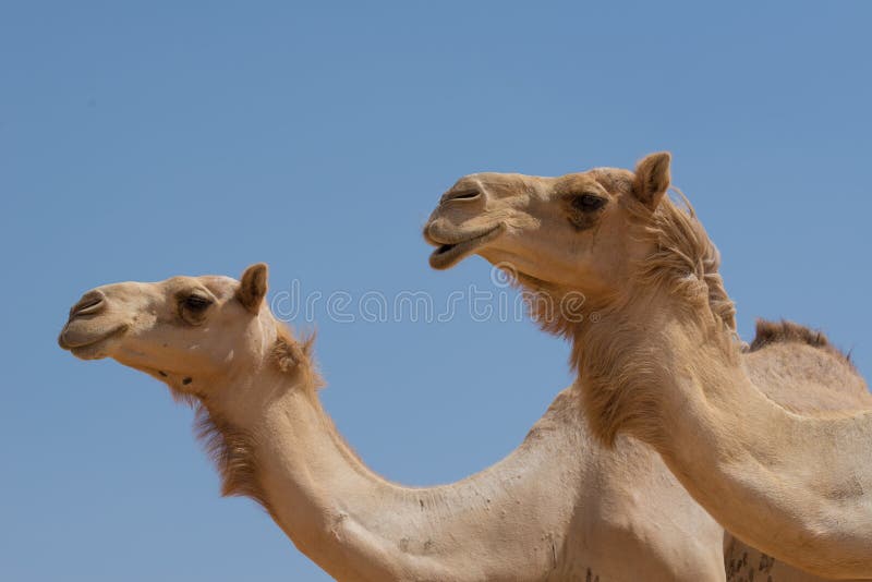 450 Side Camels Stock Photos - Free & Royalty-Free Stock Photos from ...