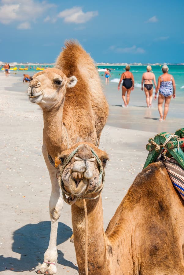 Camel on the beach stock image. Image of nature, brown - 35638841