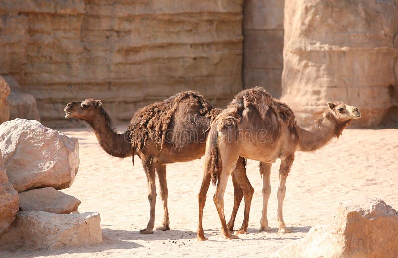 Two camels in Biopark stock image. Image of beige, valencia - 23386947