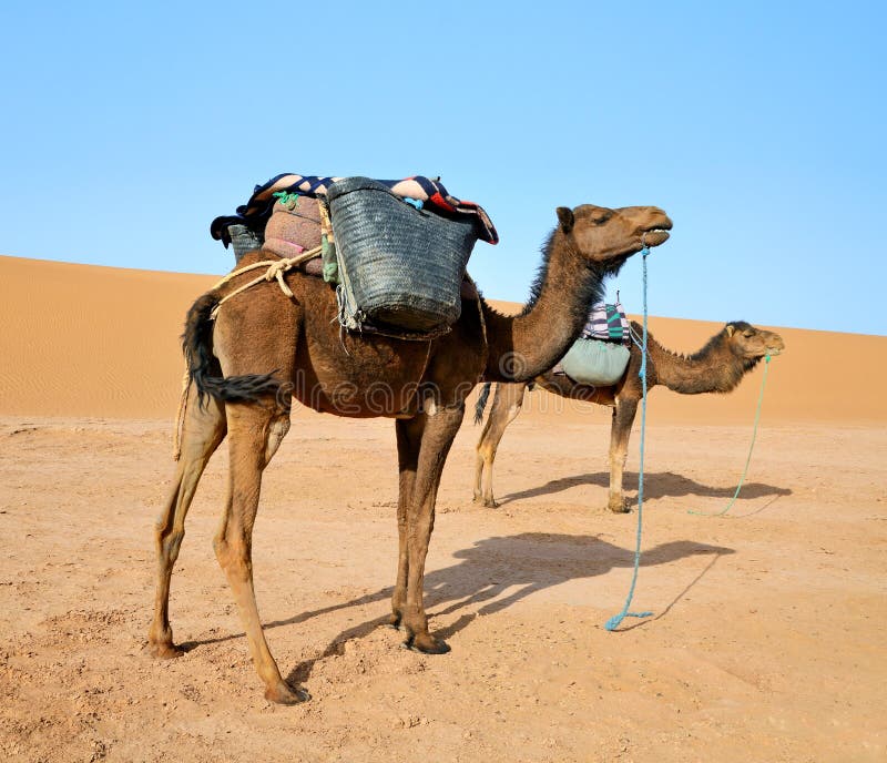 Two camels stock image. Image of animal, heat, egypt - 41074903