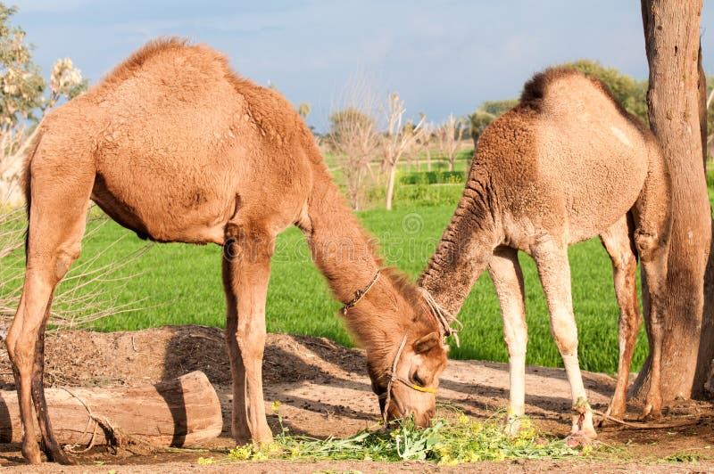 Camels Eating The Grass In Sahara Desert, Morocco Stock Image - Image ...