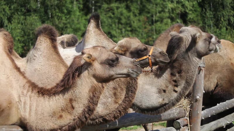Three Camels Lying Down and Ruminating. Camelus Dromedarius, Wild ...