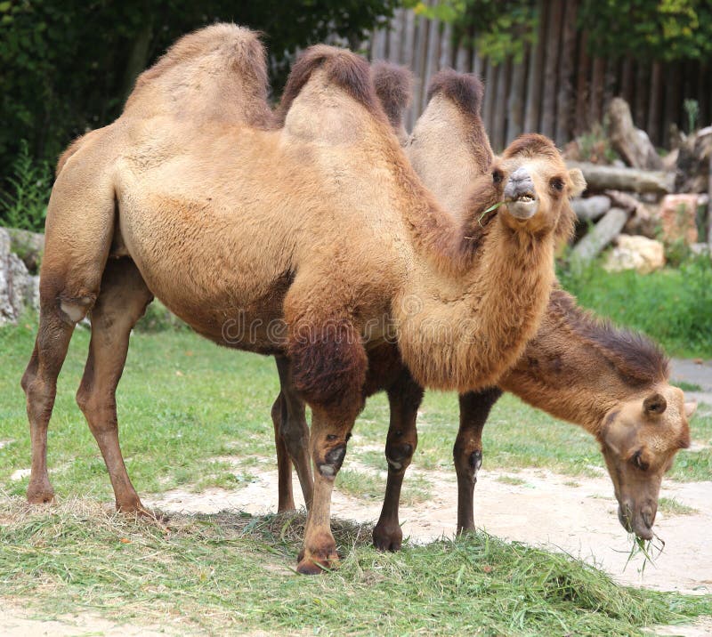 Two Bactrian Camels with Brown Hair while Eating Stock Photo - Image of ...