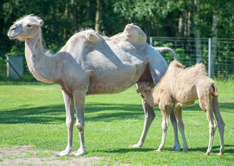 Two camels. stock image. Image of park, head, arabic - 75133017