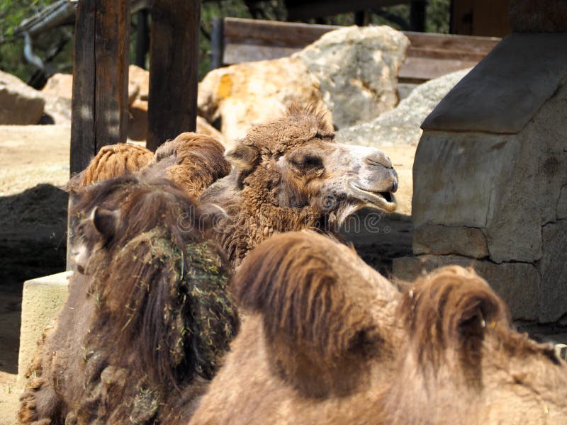 Two camels stock photo. Image of outdoor, ground, camels - 246386288