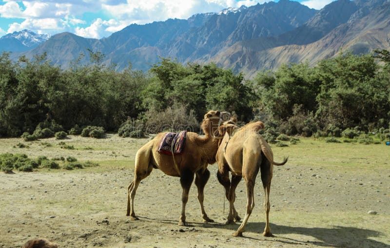 Camels Sit Together on the Giza Plateau Stock Image - Image of camels ...