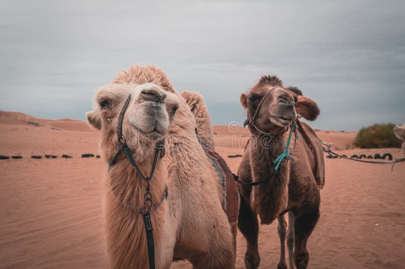 Two Camels Posing in the Desert, Inner-Mongolia, China Stock Photo ...