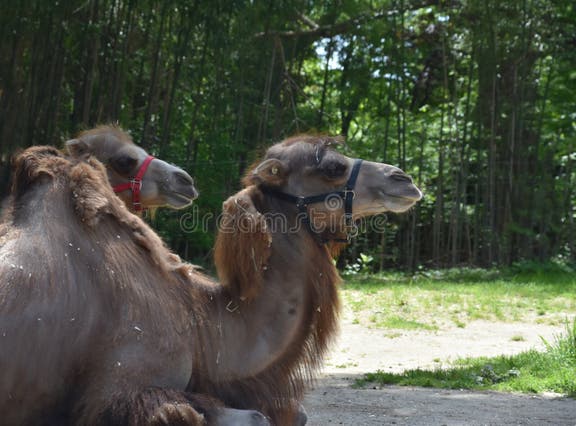 Two Camels Resting with Halters on Them Stock Photo - Image of closeup ...