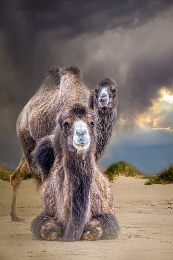 Two Camels Resting in the Sand before a Desert Storm Stock Image ...