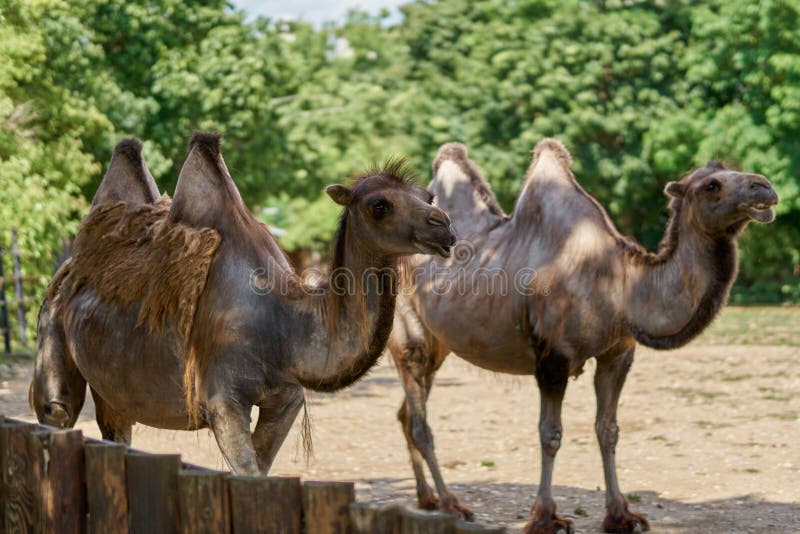 Two Camels are Resting in the Zoo Stock Image - Image of bumps ...