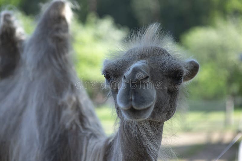 Two Camels in the Shade One Looking at the Camera Stock Photo - Image ...