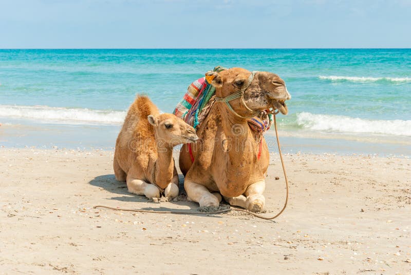 Camel on the beach stock image. Image of nature, brown - 35638841