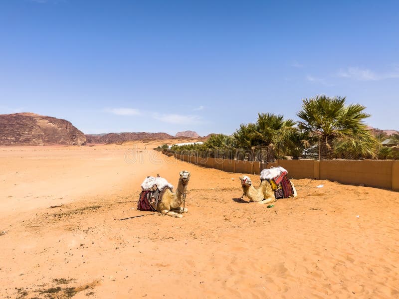 Two Camels Sitting in Front of Palm Trees and Sand Dunes in the Middle ...