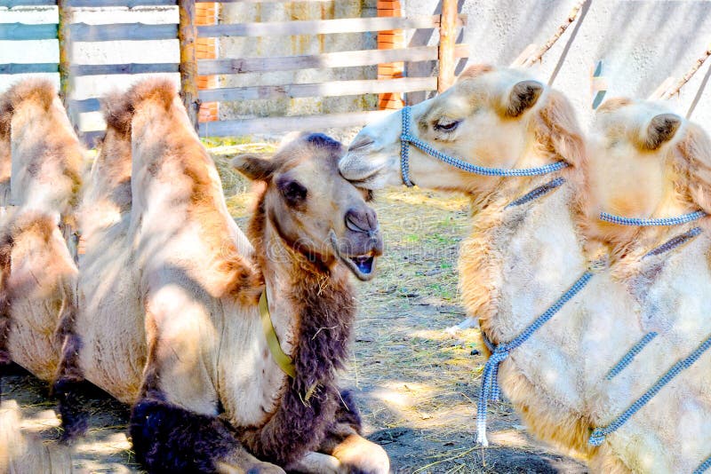 Two Camels are Sitting Next To Each Other in the Park Stock Image ...