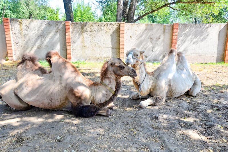 Two Camels are Sitting Next To Each Other in the Park Stock Image ...