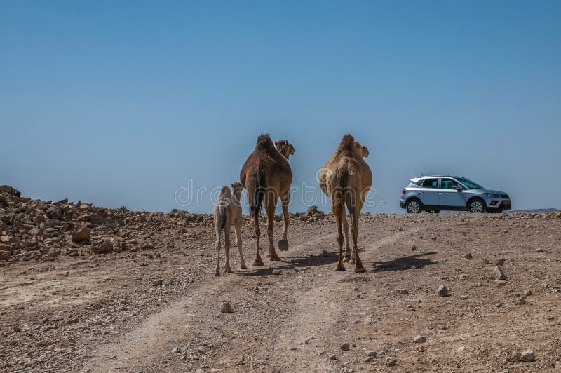 Camels and on a Desert Road are Walking Towards the Car Stock Image ...