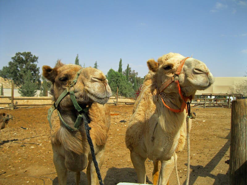 Two Camels stock image. Image of autumn, summer, single - 73817301