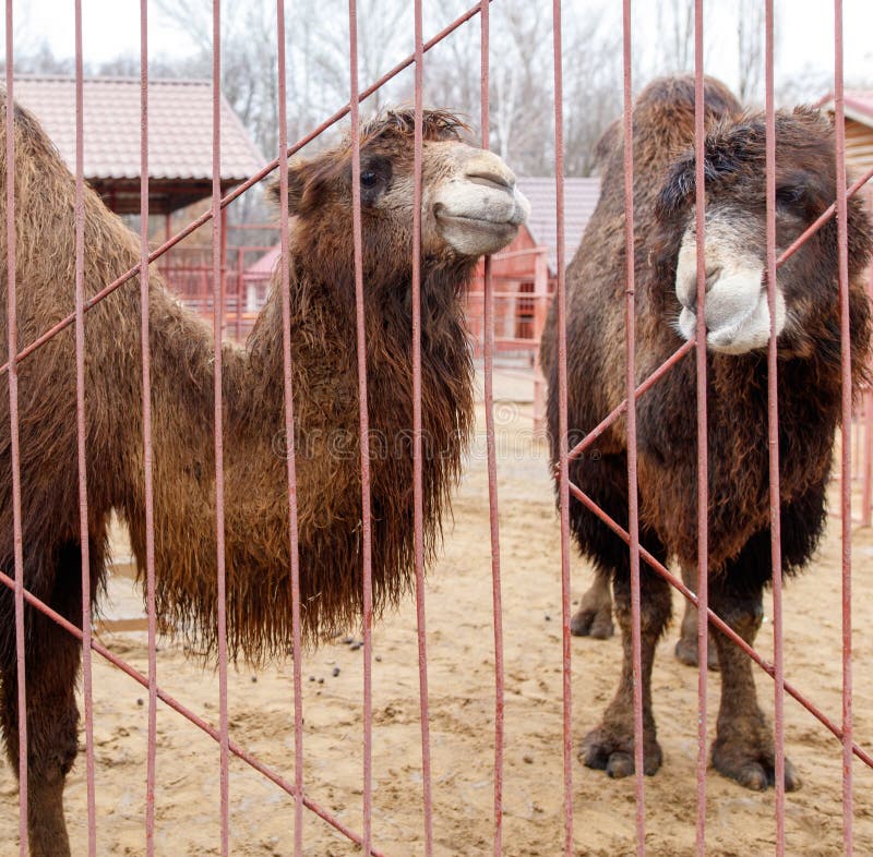 Two Camels are Standing in a Pen with a Red Fence Stock Photo - Image ...