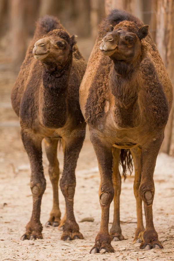Two Camels Standing Safari Park Stock Photo - Image of knees, front ...