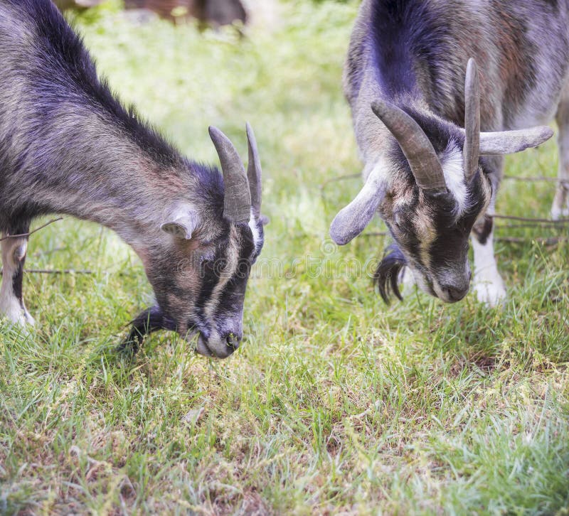 Two Cameroon dwarf goat stock photo. Image of green, hircus - 72519594