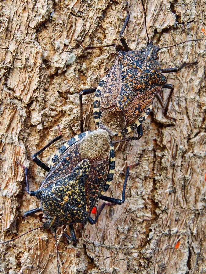 Camouflaged Beetles Stock Photos - Free & Royalty-Free Stock Photos ...