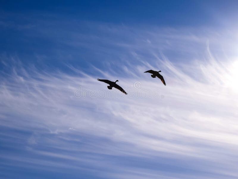 Two Canada Geese Birds Flying Together in the Blue Sky Stock Image ...
