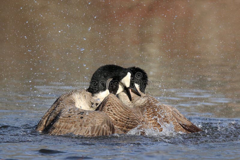 Two Canada Geese Fighting on a Lake Stock Image - Image of flap, animal ...