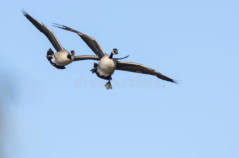Two Canada Geese Flying in a Blue Sky Stock Image - Image of wild, blue ...