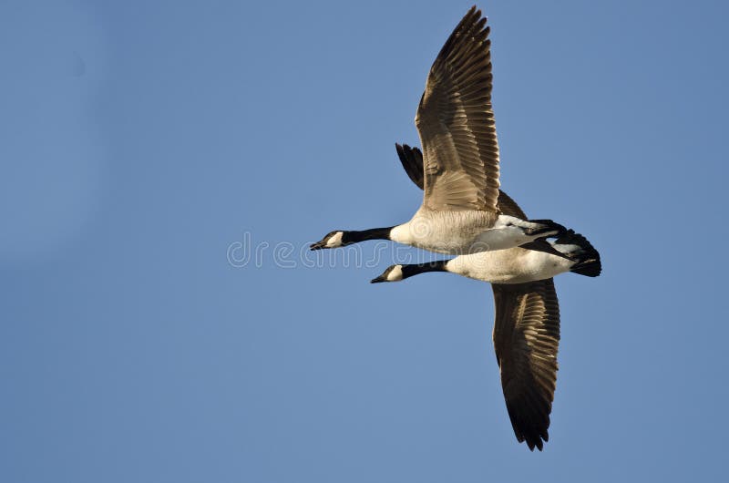 Two Canada Geese Flying in a Blue Sky Stock Image - Image of flying ...