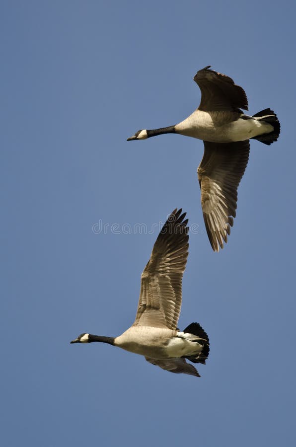 Two Canada Geese Flying in a Blue Sky Stock Image - Image of waterfowl ...