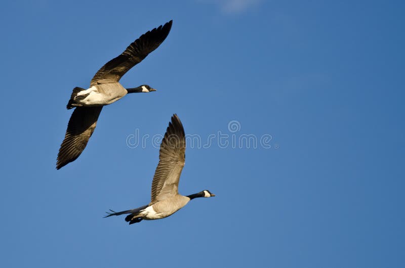 Two Canada Geese Flying in a Blue Sky Stock Photo - Image of flight ...