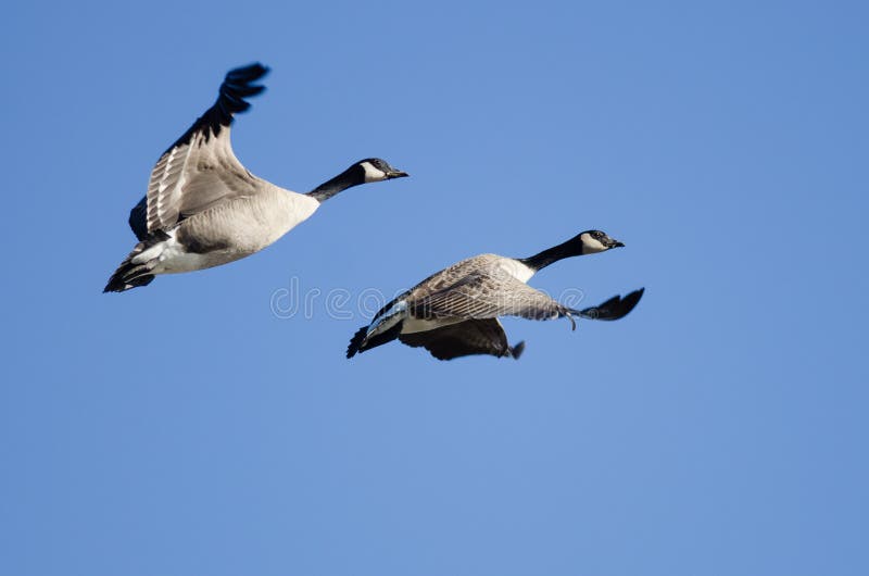 Two Canada Geese Flying in a Blue Sky Stock Image - Image of waterfowl ...