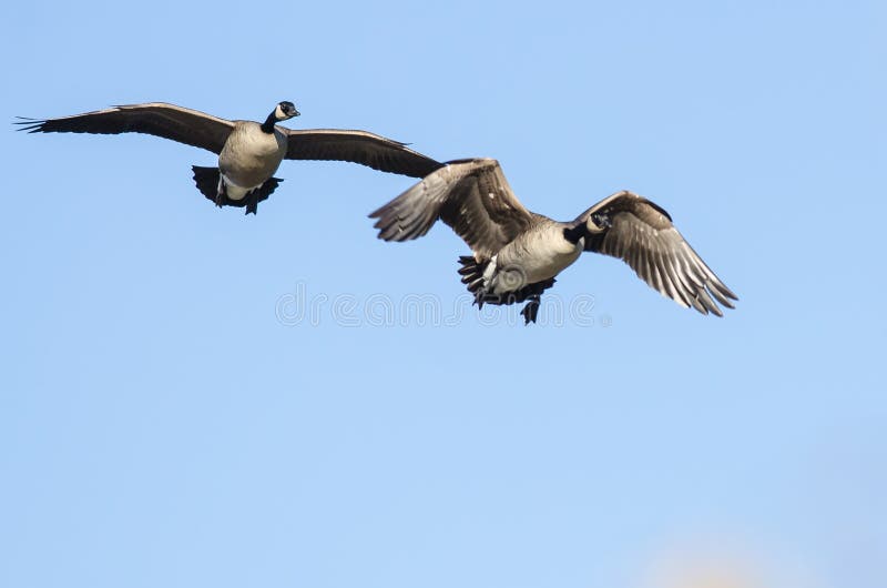 Two Canada Geese Flying in a Blue Sky Stock Image - Image of canada ...