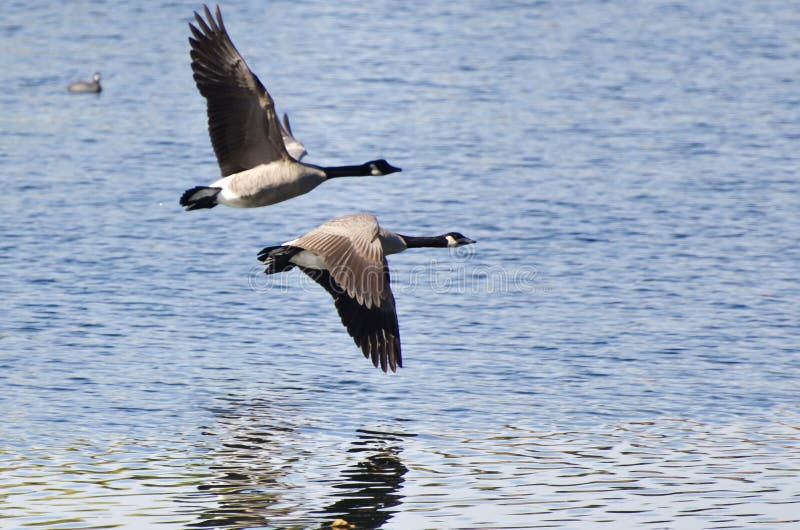 Two Canada Geese Flying Over Water Stock Photo - Image of blue, animal ...