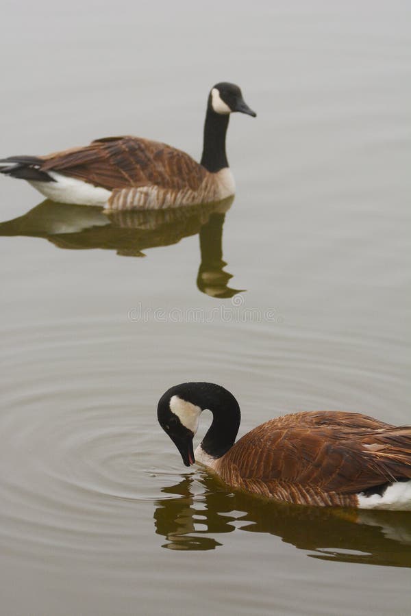 Geese on Pond stock photo. Image of bird, jzaring, geese - 43032426