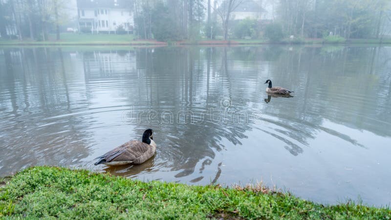 Two Canada Geese on a pond stock image. Image of bird - 144755657