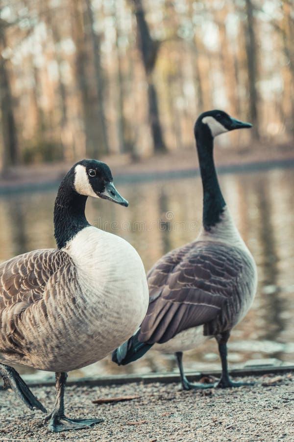 Two Canada Geese at a Small Pond in Cologne, Germany Stock Photo ...