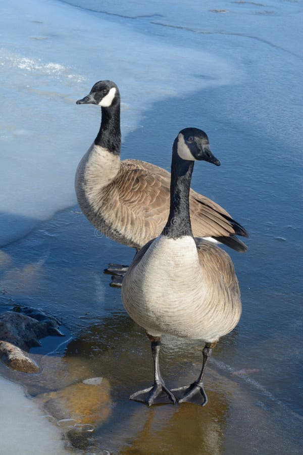 1,284 Two Canada Geese Stock Photos - Free & Royalty-Free Stock Photos ...