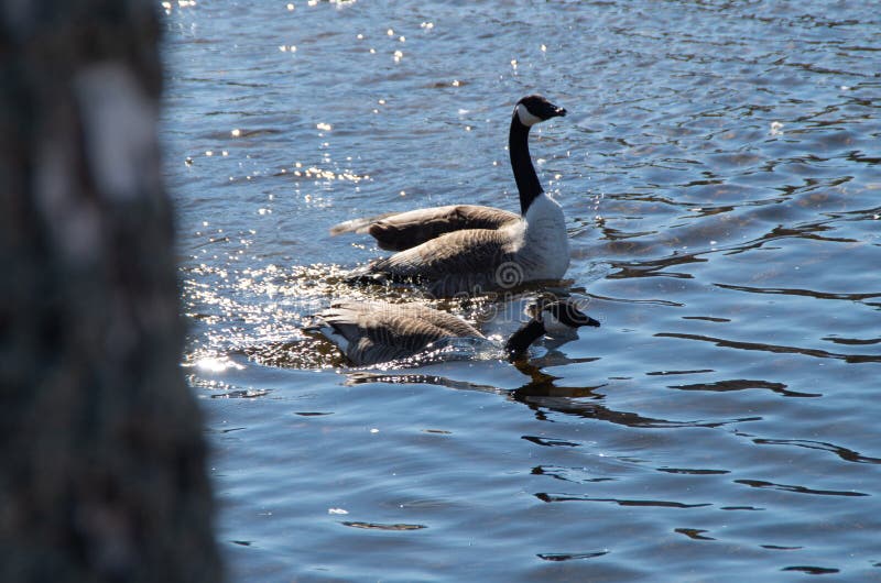 Two Canada Geese Swimming in Blue Water Stock Photo - Image of ...