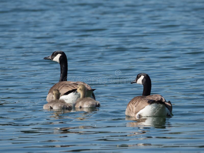 Two Canada Geese Swimming with Two Goslings on a Lake Stock Image ...