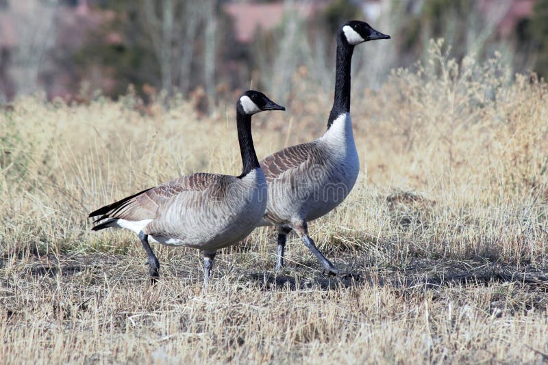 Two Canada Geese stock image. Image of grass, family - 93766225
