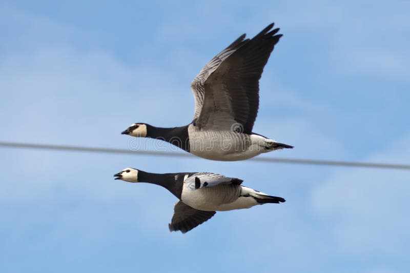 Goose flight stock photo. Image of migration, bird, birds - 127788324