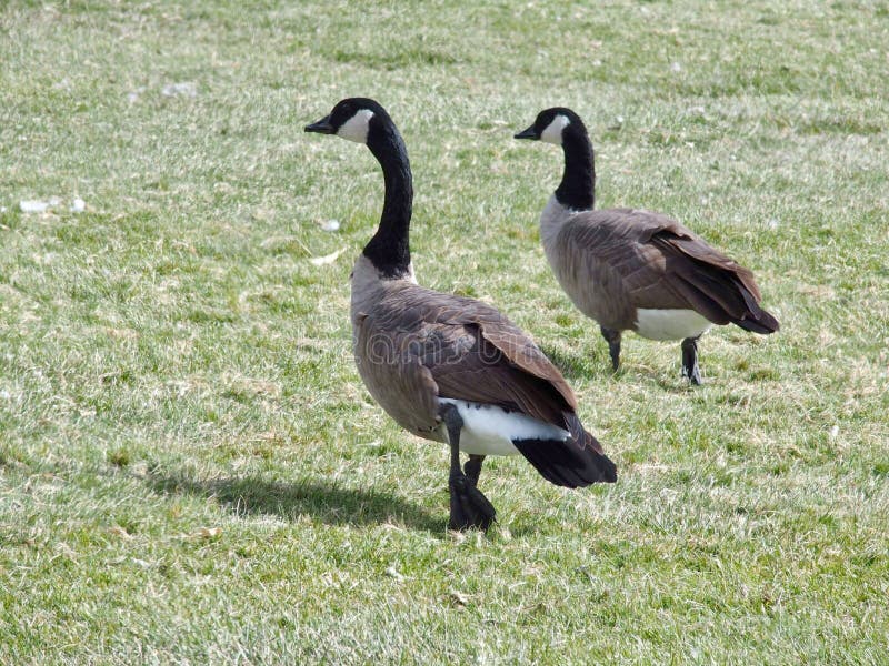 Two Canadian Geese stock photo. Image of grass, waterfowl - 101885444